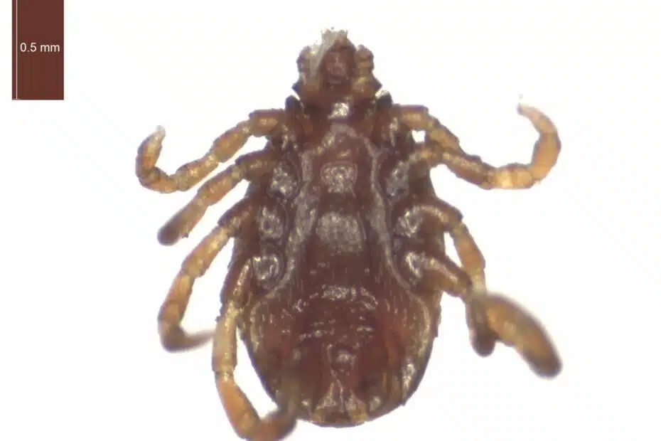 Rhipicephalus (Boophilus) annulatus, la zecca dei bovini